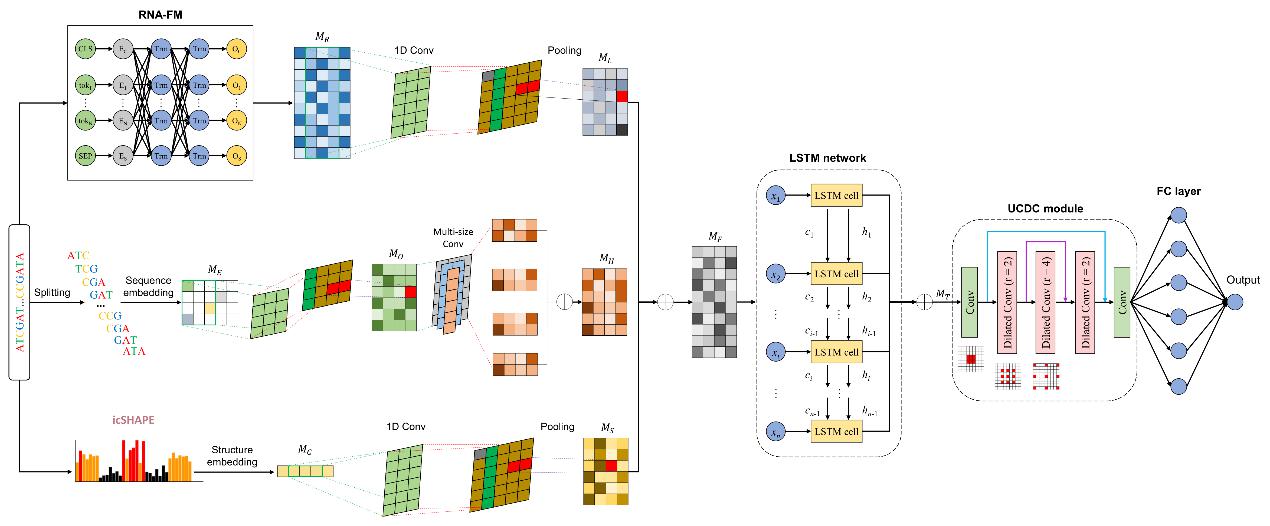 智慧农业学院 | 计智伟教授课题组提出protein-RNA互作预测模型