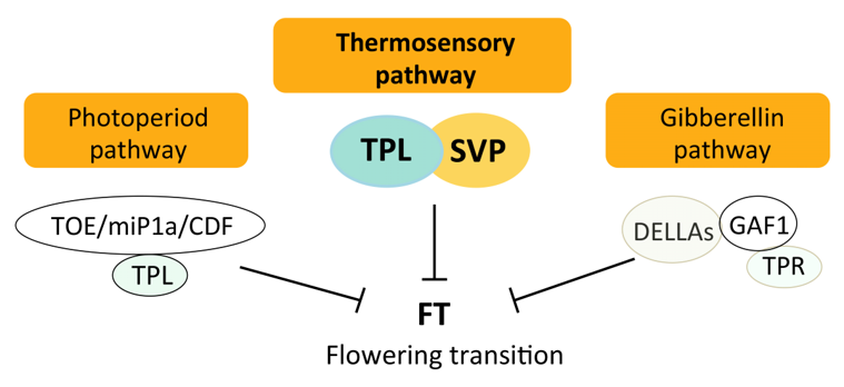 前沿 | 园艺学院菊花遗传与种质创新团队揭示CmSVP招募CmTPL抑制CmFTL3调控菊花开花
